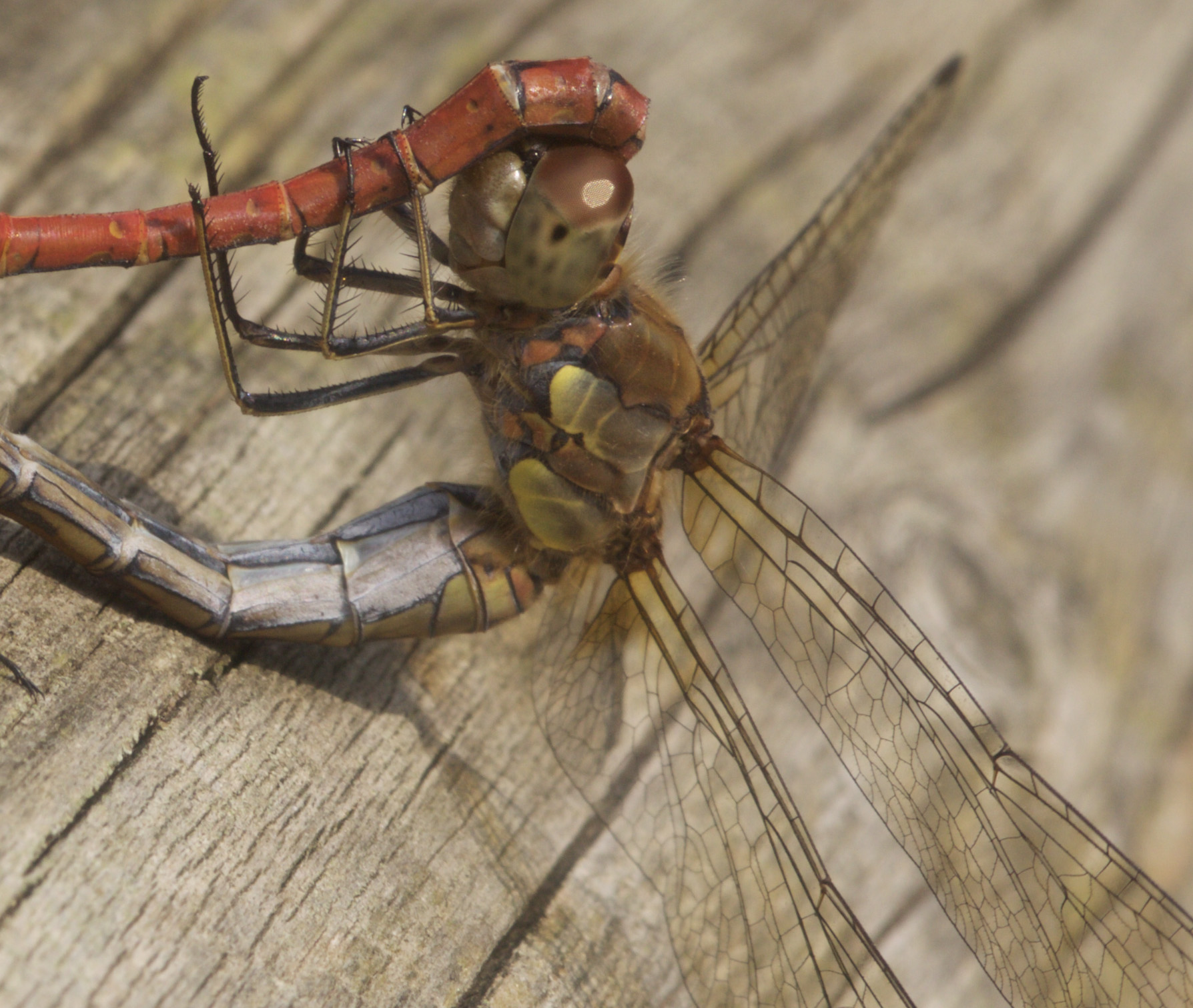 Our Dragonfly Rescue | Nature | Embrace Nature UK