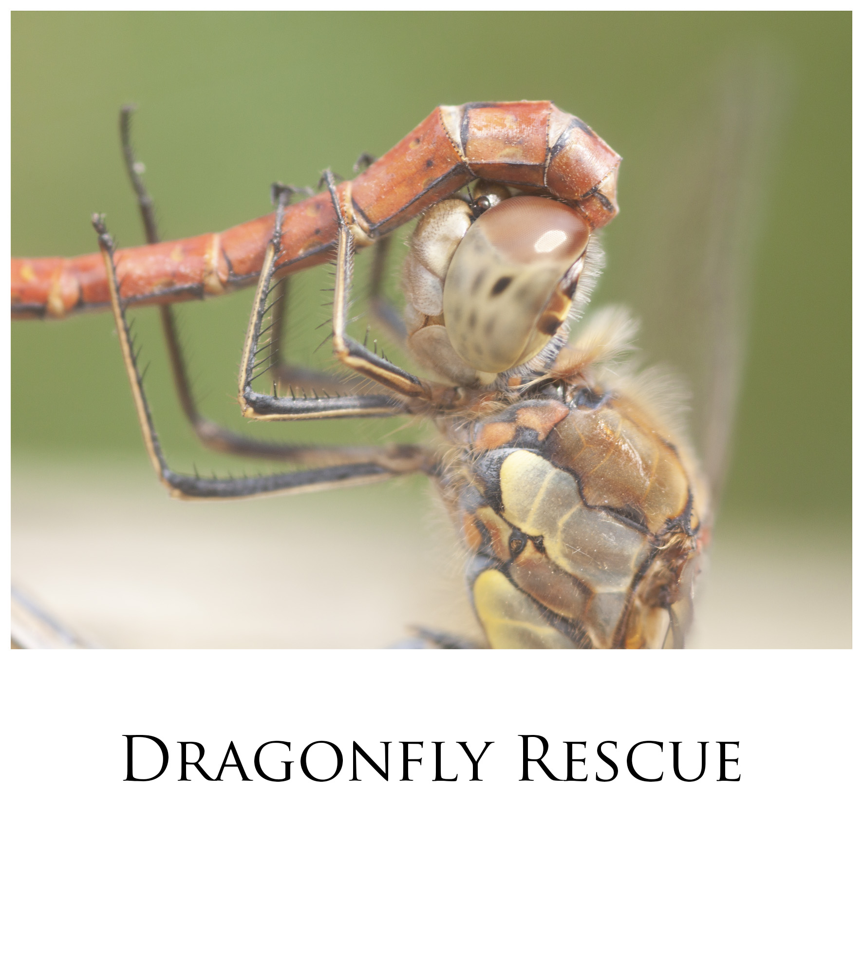 Our Dragonfly Rescue | Nature | Embrace Nature UK