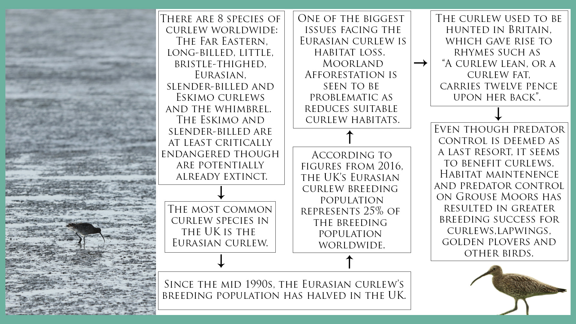 The Controversy Behind Culling | Embrace Nature UK