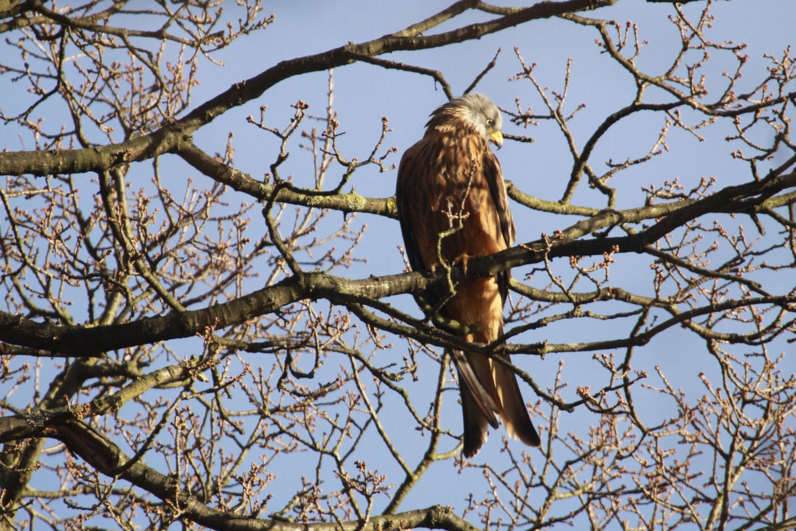 Red Kite | Embrace Nature UK