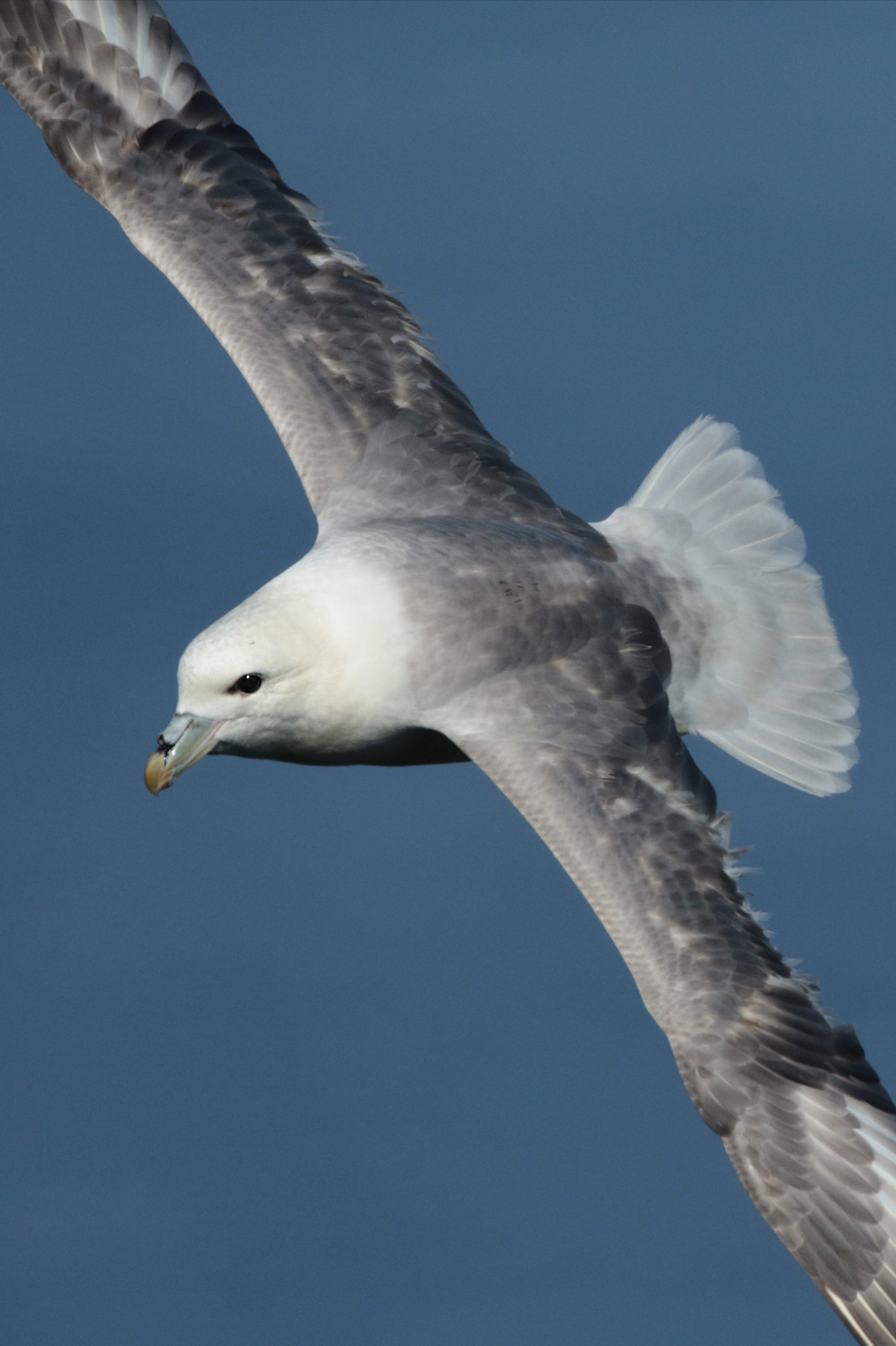 Fulmar | Species Profile | Embrace Nature UK