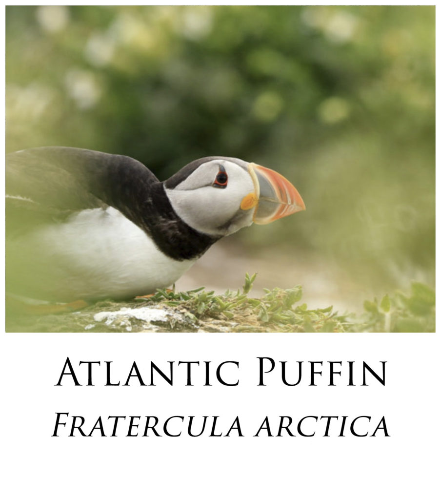 Atlantic Puffin | Species Profile | Embrace Nature UK